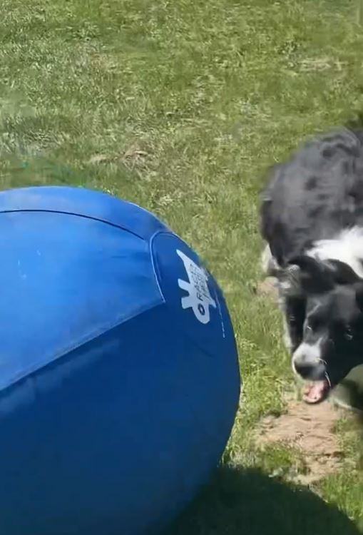 Herding Ball vs Treibball: Complete Guide for Dog Owners – Race and Herd