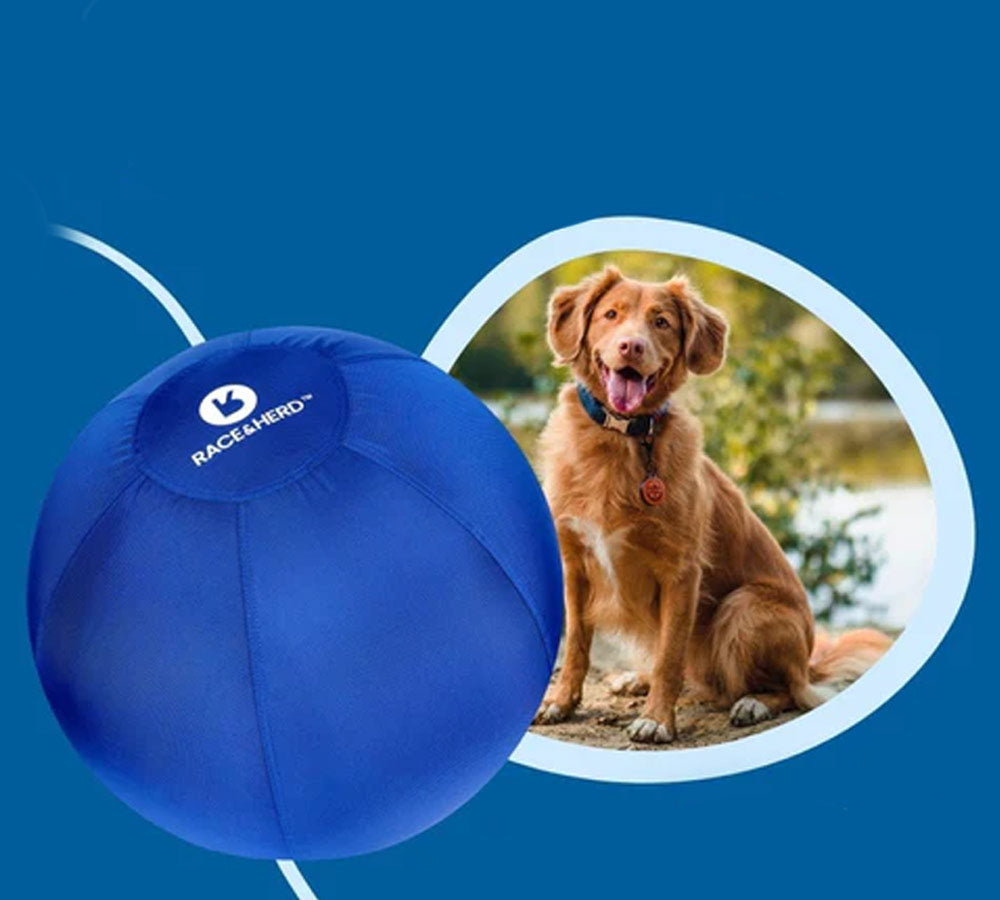 Adapting Dog Ball Herding Activities for Different Breeds