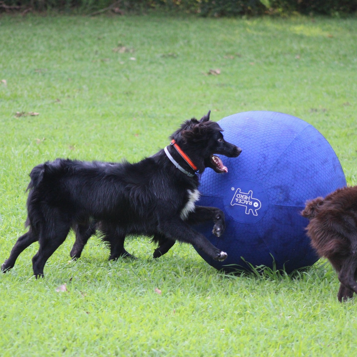 How to Inflate a Herding Ball for Dogs | Quick & Easy Guide